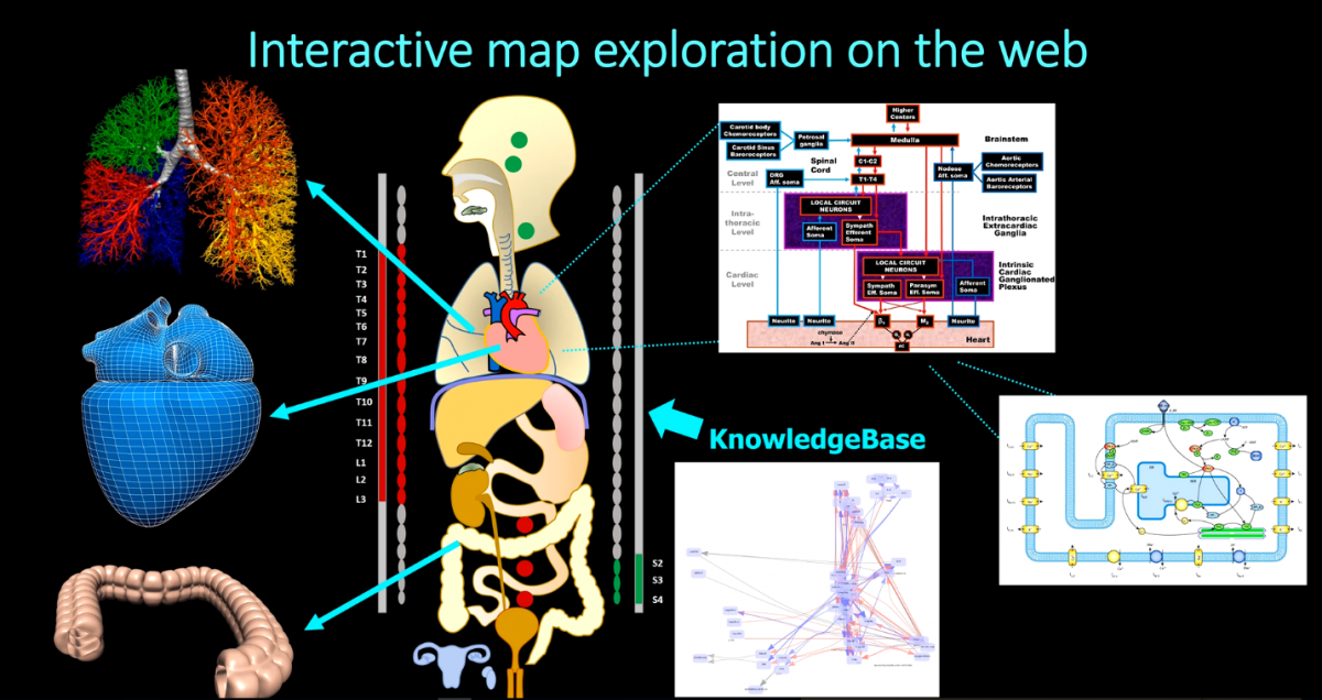 Stimulating Peripheral Activity to Relieve Conditions (SPARC) - Highlights | NIH Common Fund